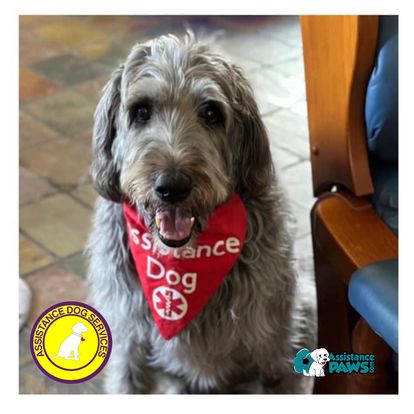 ASSISTANCE ANIMALS INTERNATIONAL - Home